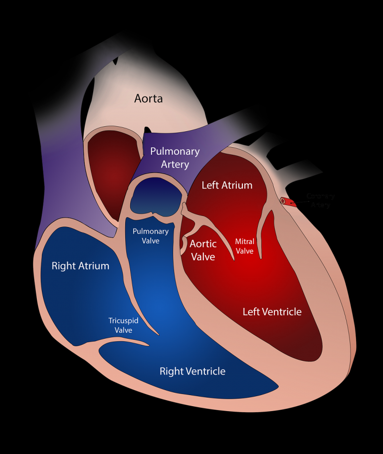 Bernal’s ‘amazing engine’: how do endurance athletes’ hearts differ ...